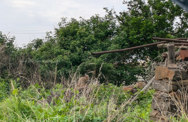 Chaturmukh Shiv Temple near Bopdev Ghat – Places near Pune and Mumbai